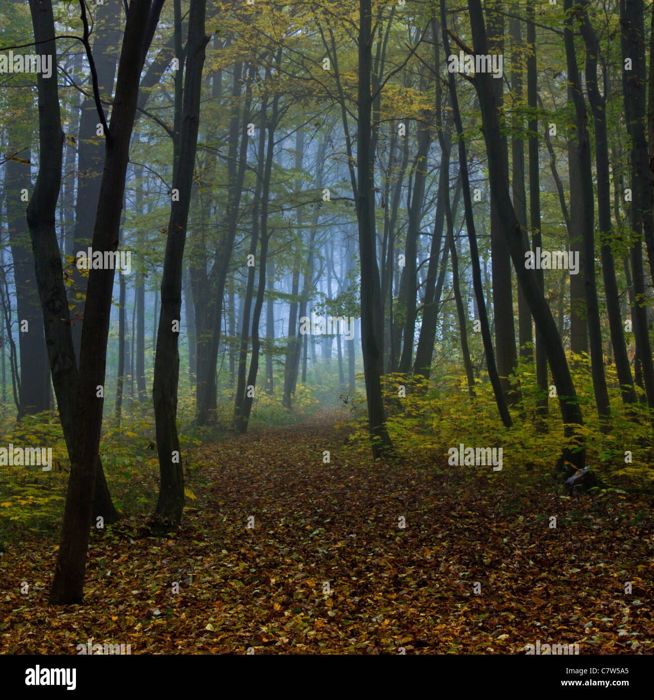 Fantasy forest fog red leaves hi-res stock photography and images - Alamy