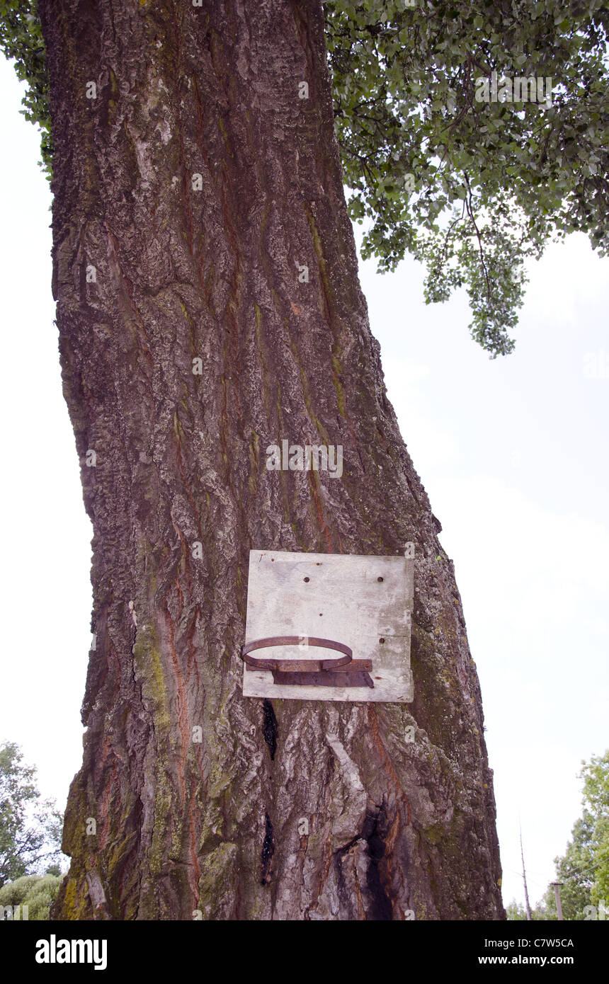 primitive basketball backboard on the old tree Stock Photo - Alamy