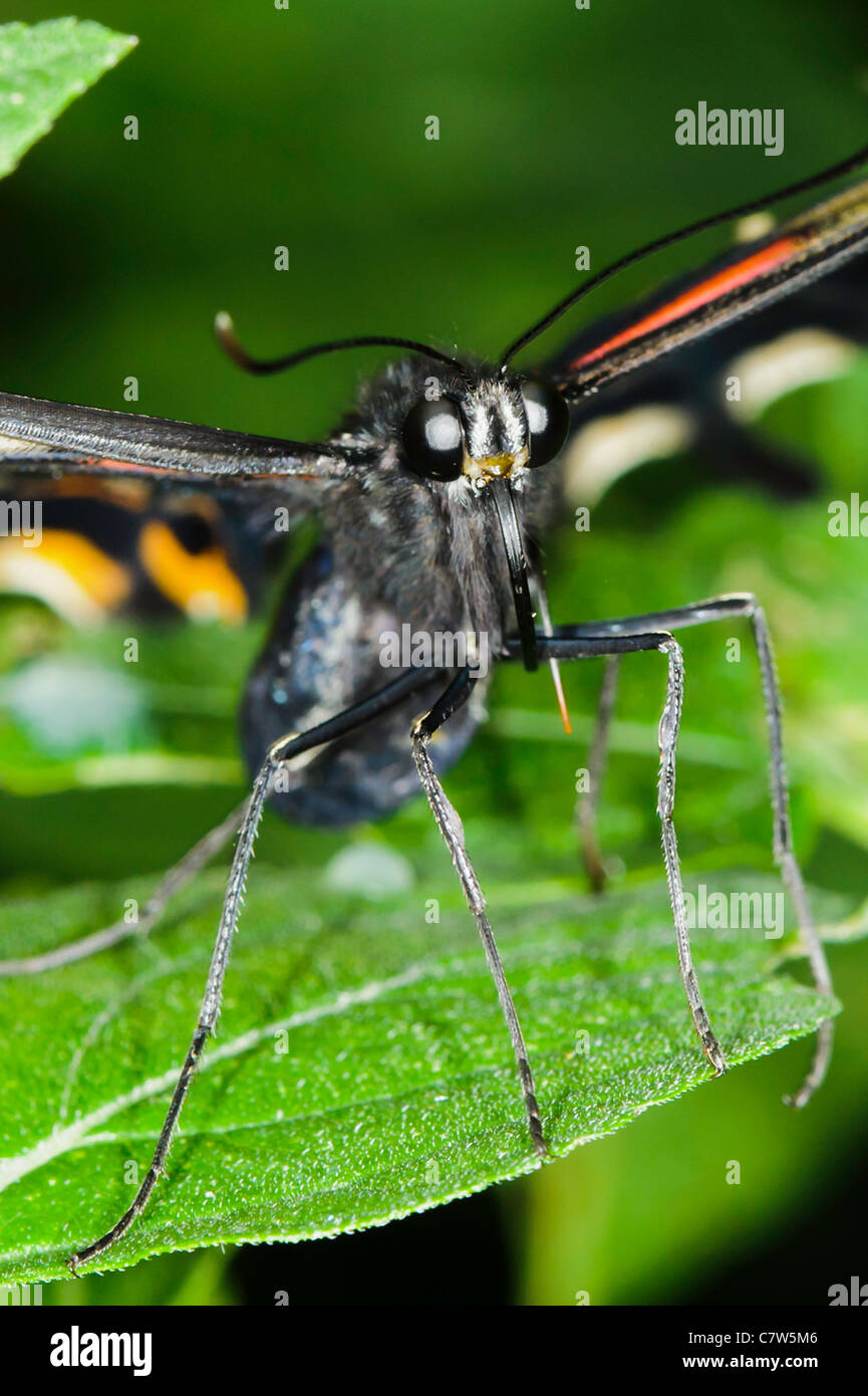 Great Mormon Butterfly (Papilio Memnon Stock Photo - Alamy