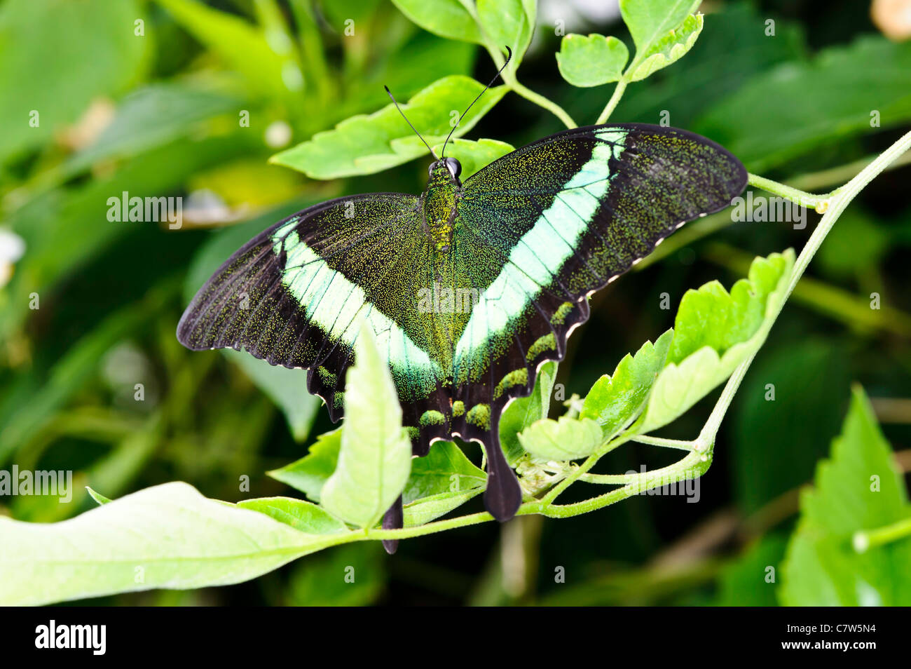 Emerald Swallowtail Butterfly (Papilio Palinurus Stock Photo - Alamy