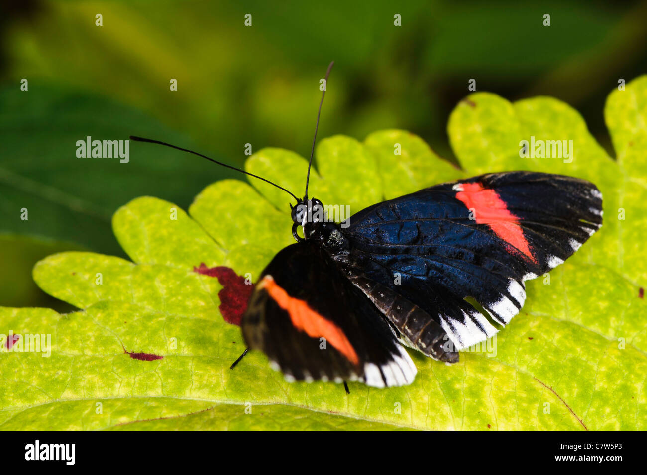 Red Postman Butterfly (Heliconius Erato Stock Photo - Alamy