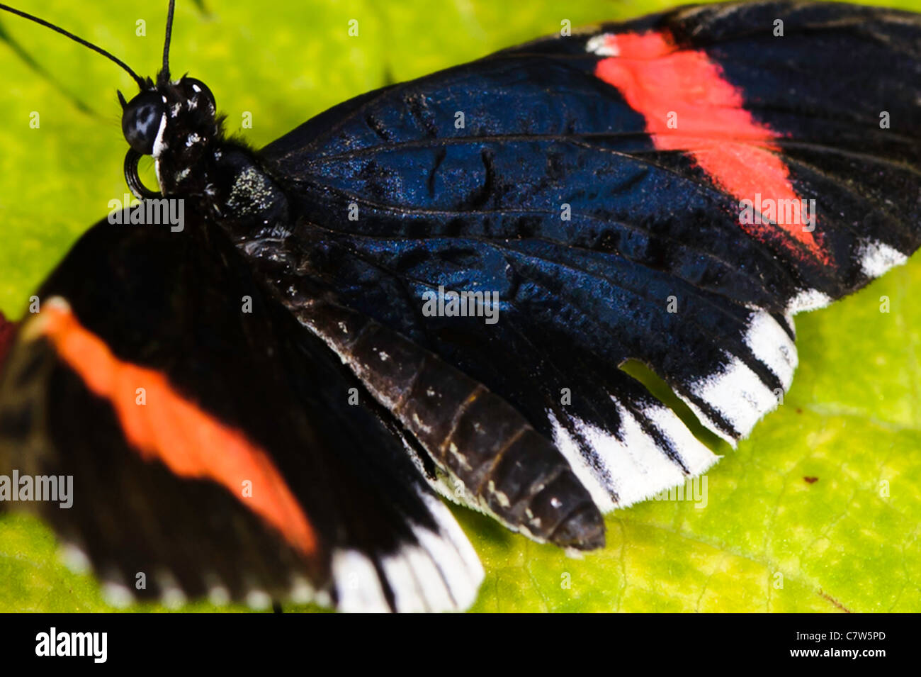 Red Postman Butterfly (Heliconius Erato Stock Photo - Alamy