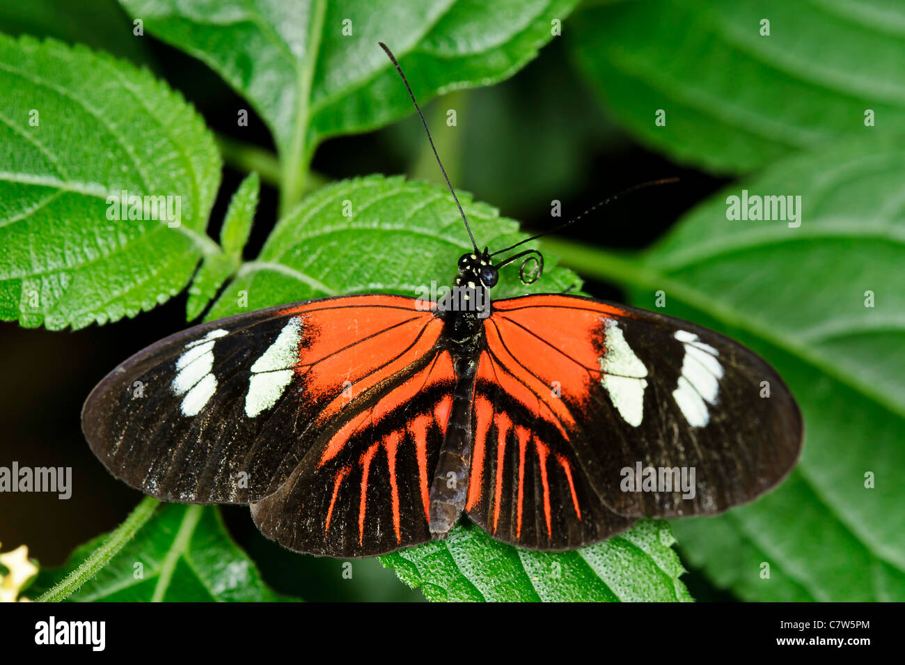 Postman butterfly heliconius melpomene hi-res stock photography and ...