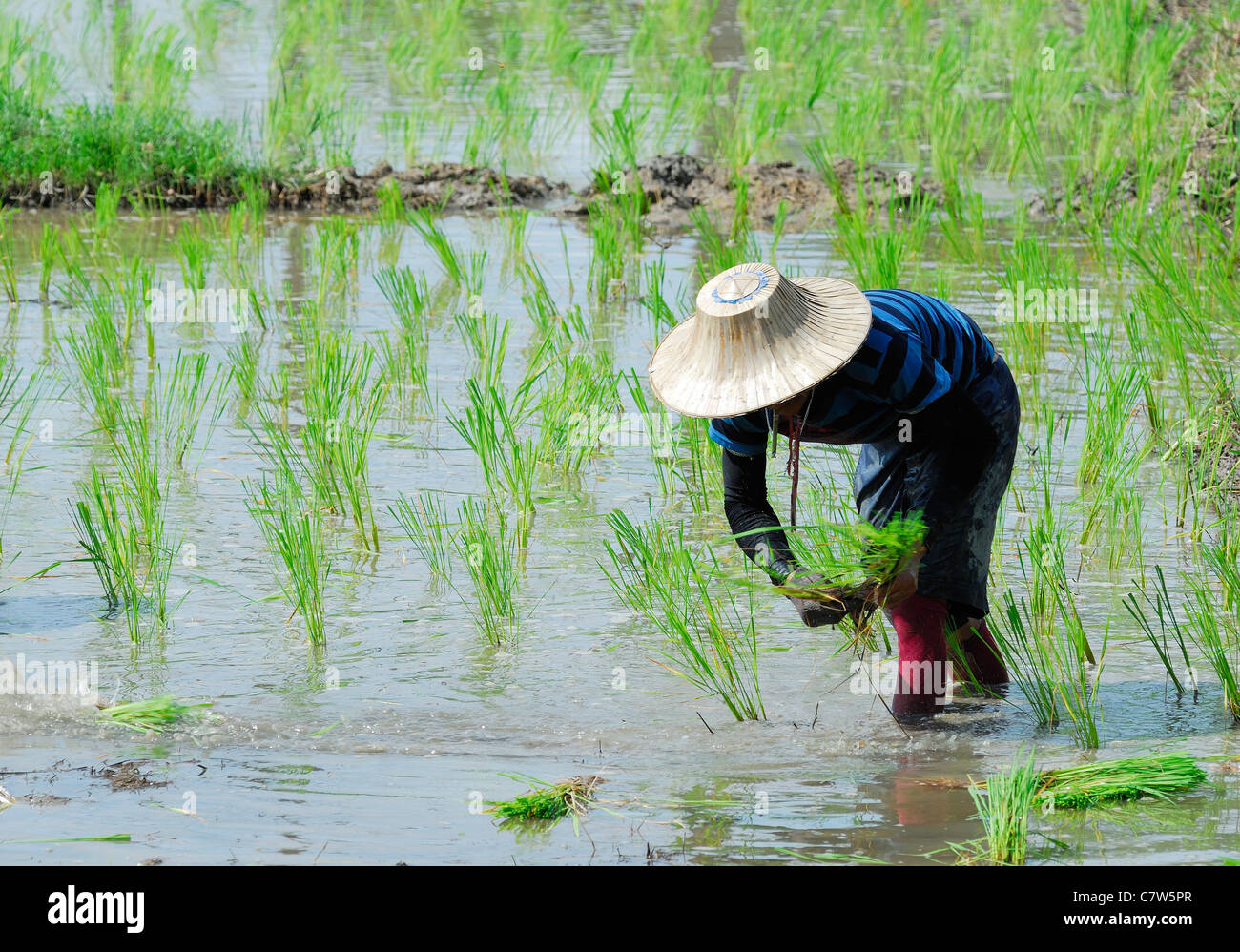 Planting rice seedlings Stock Photo - Alamy Planting rice seedlings Stock Photo - Alamy