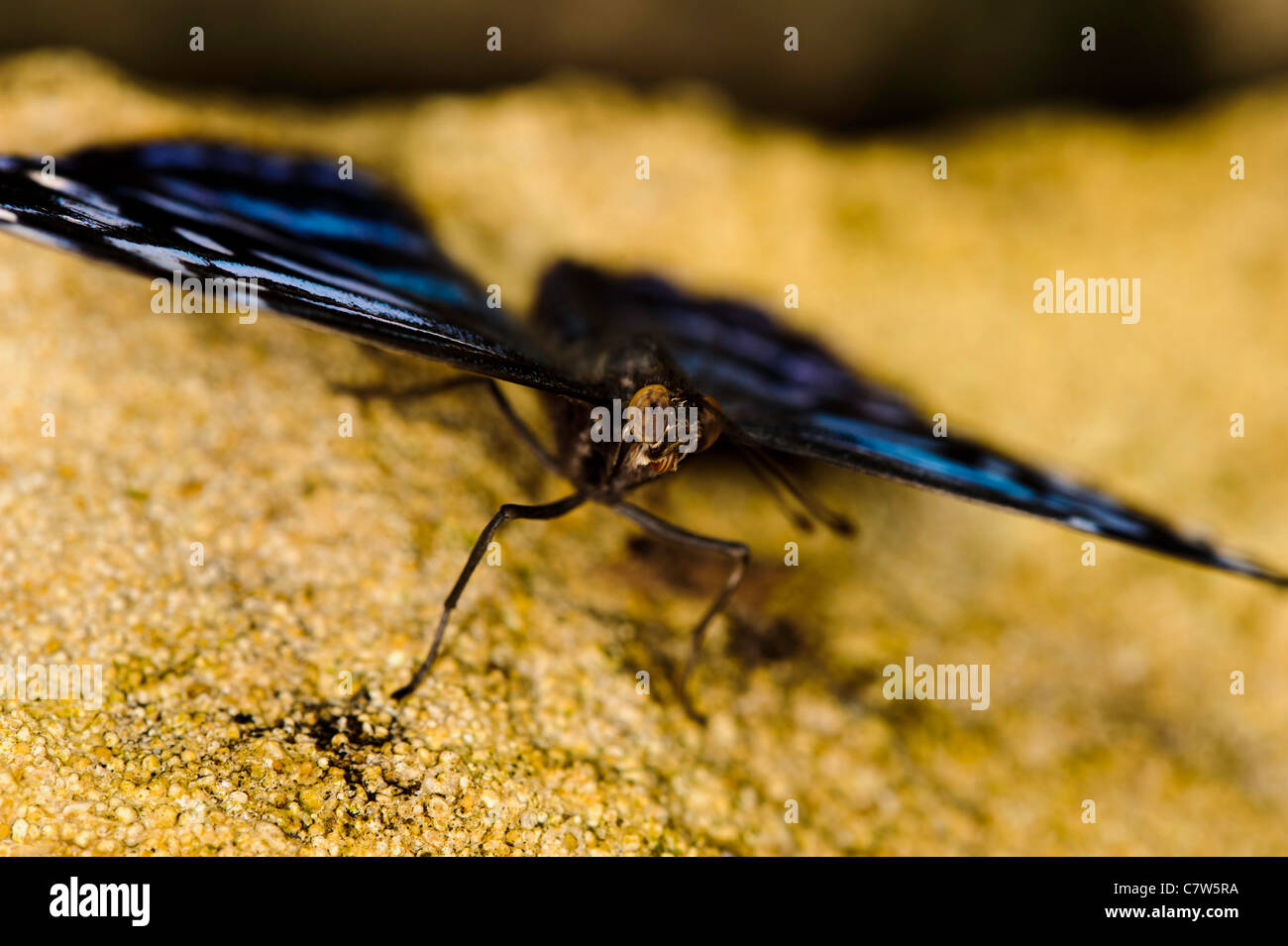 Mexican Bluewing Butterfly (Myscelia Ethusa Stock Photo - Alamy