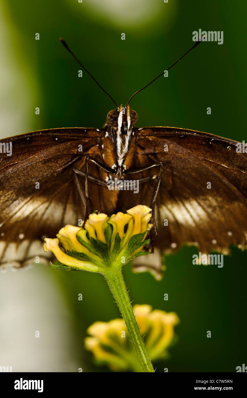 Pacific islands butterfly hi-res stock photography and images - Alamy