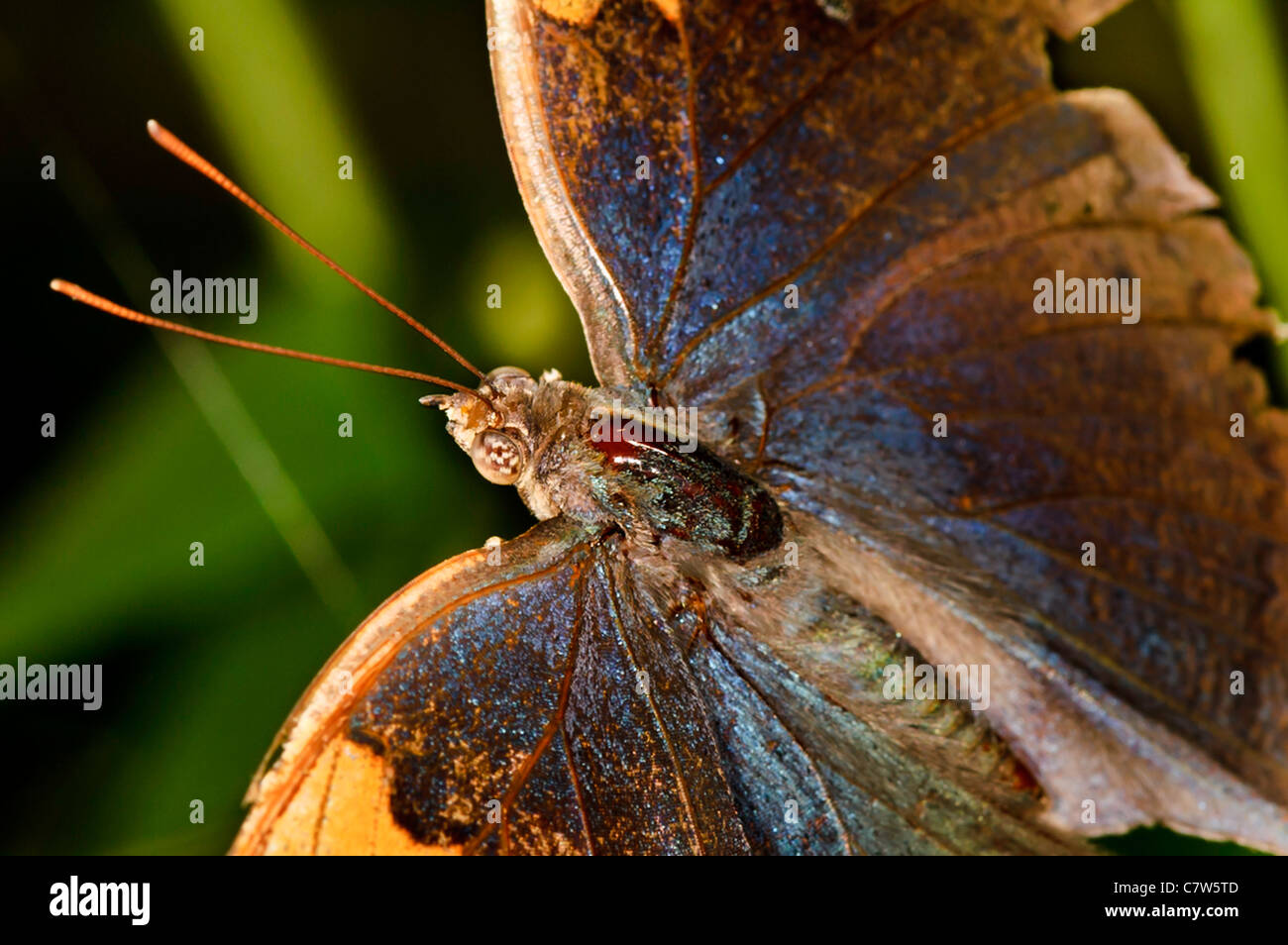 Kallima Butterfly Stock Photos & Kallima Butterfly Stock Images - Alamy