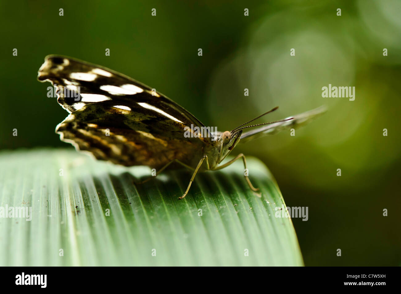 Mexican Bluewing Butterfly (Myscelia Ethusa Stock Photo - Alamy