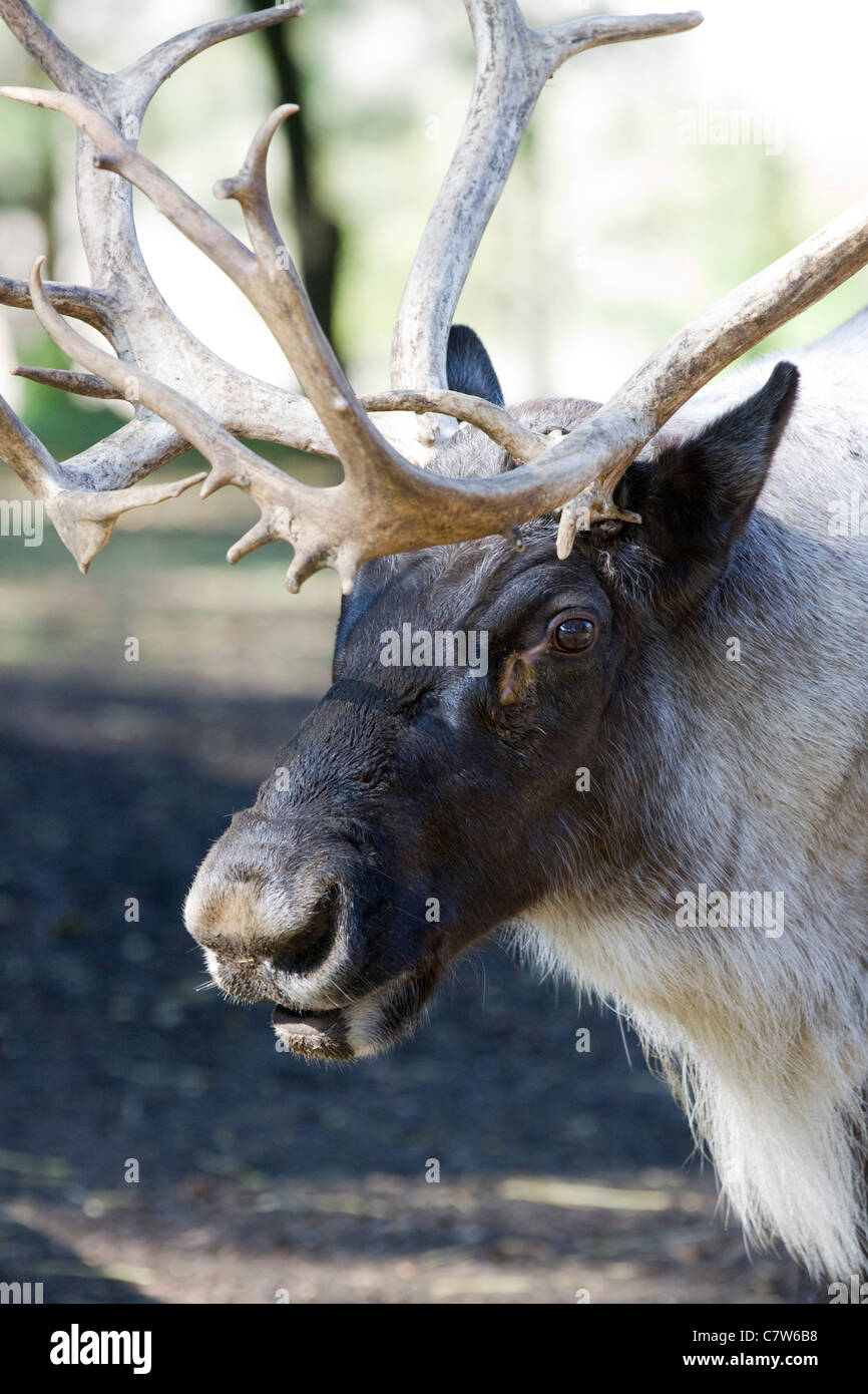 A Male Reindeer in rutting Season Rangifer tarandus Stock Photo - Alamy