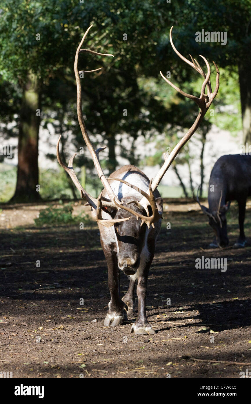 Male reindeer in rutting season hi-res stock photography and images - Alamy