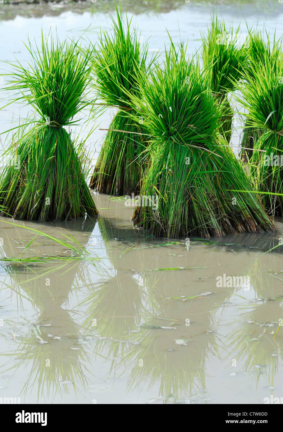 Seeding rice hi-res stock photography and images - Alamy