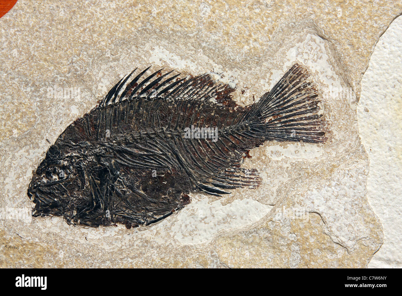 Fish fishes fossils hi-res stock photography and images - Alamy