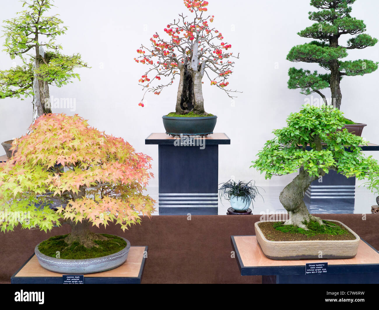Bonsai tree display hi-res stock photography and images - Alamy