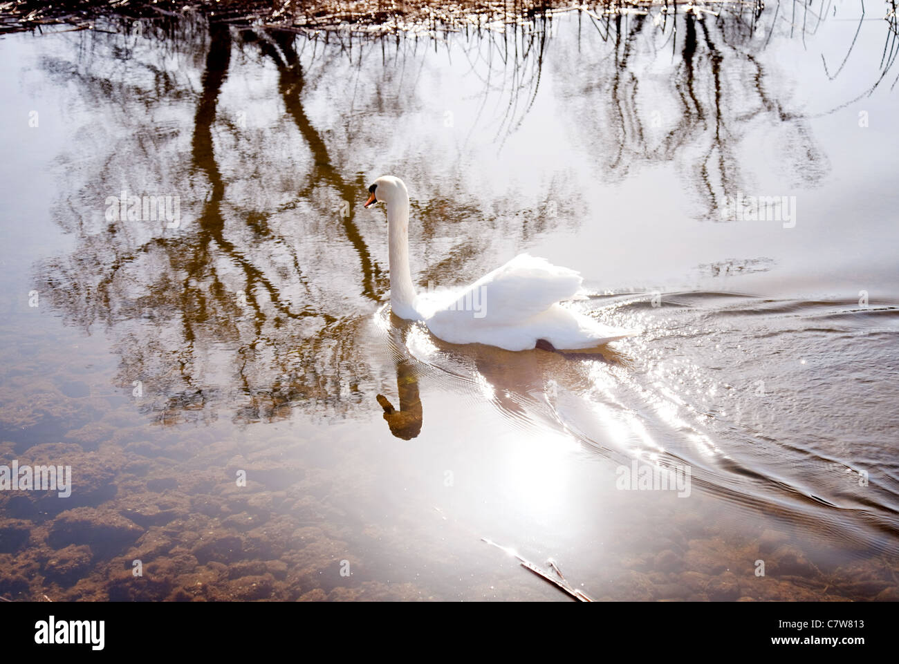The Swan, Curragh Chase Forest Park, Co. Limerick, Ireland Stock Photo ...