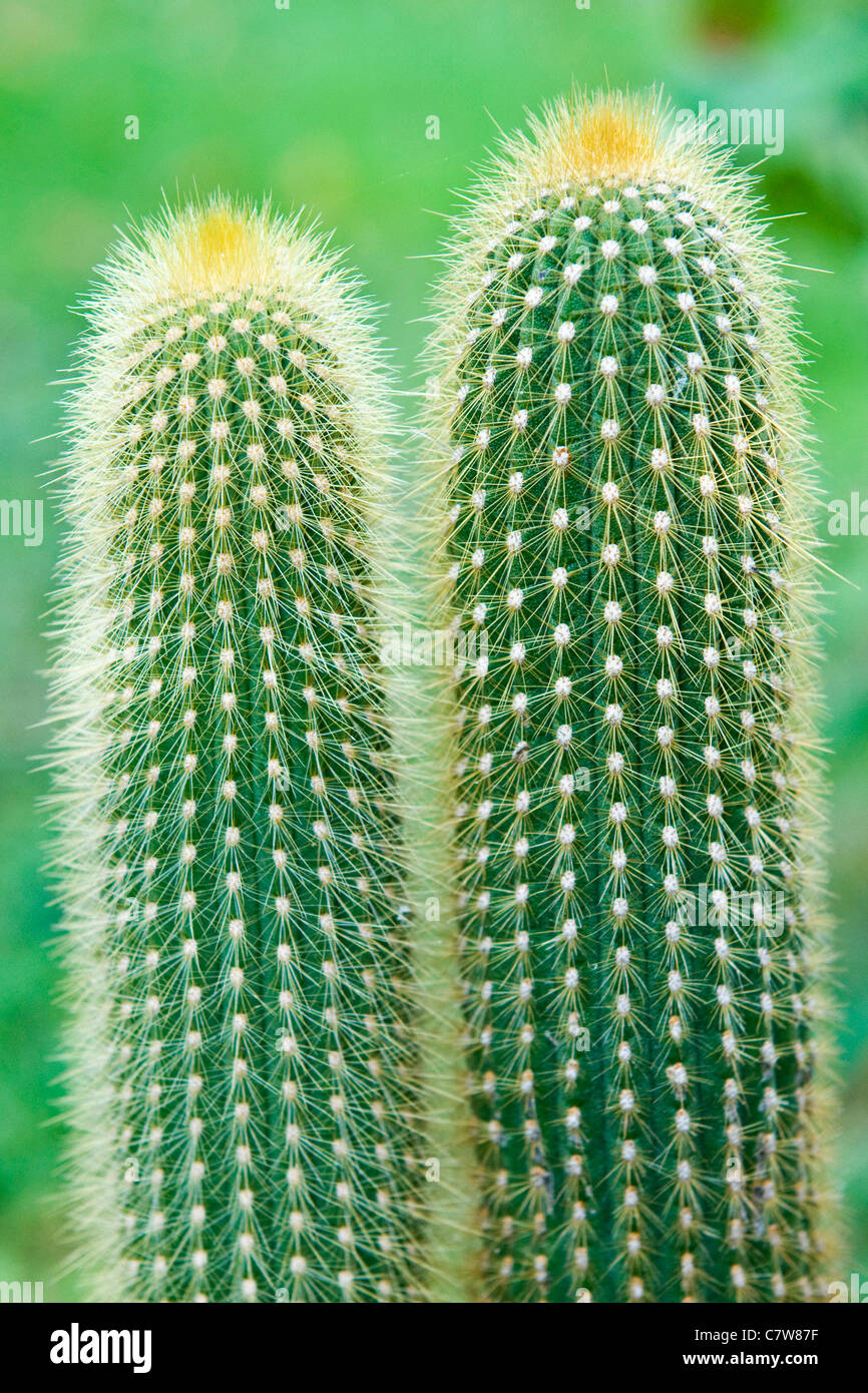 Close up cactus details hi-res stock photography and images - Alamy
