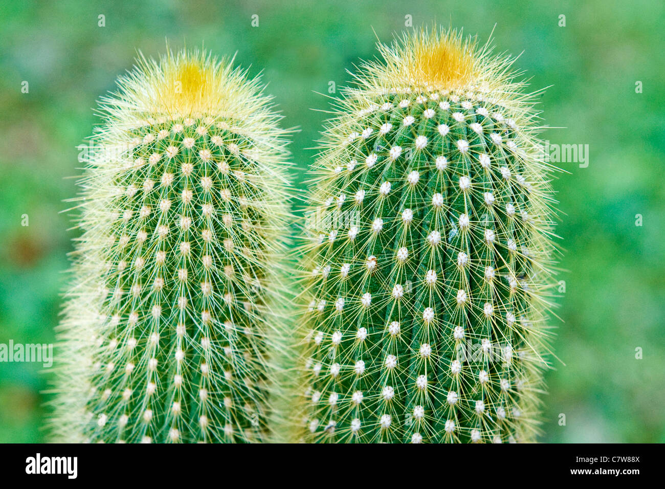 Cactus up close growing hi-res stock photography and images - Alamy