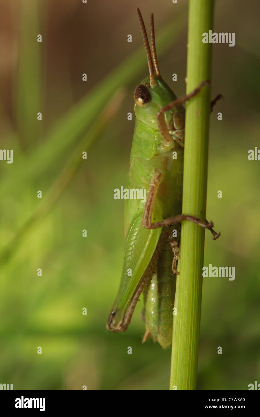 Grasshopper measuring approximately 1 cm long (young adult Stock Photo ...