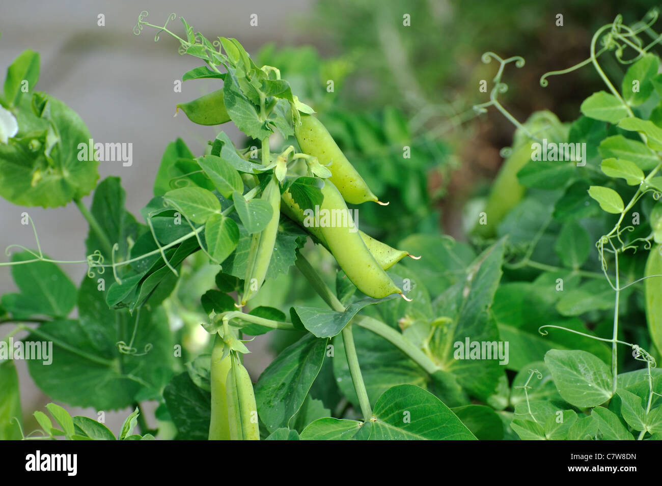 Grass seed pod hi-res stock photography and images - Alamy
