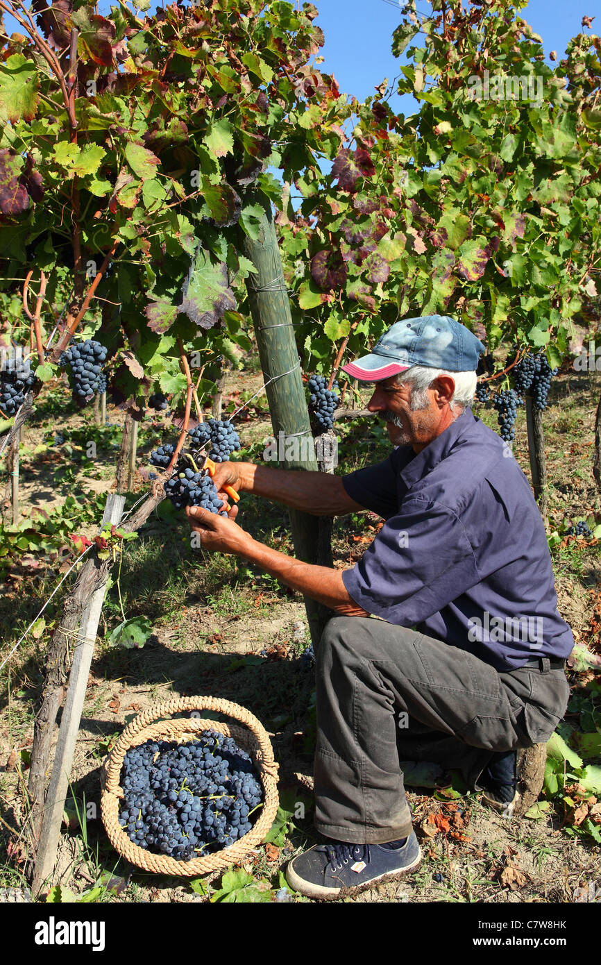 Taurasi italy hi-res stock photography and images - Alamy