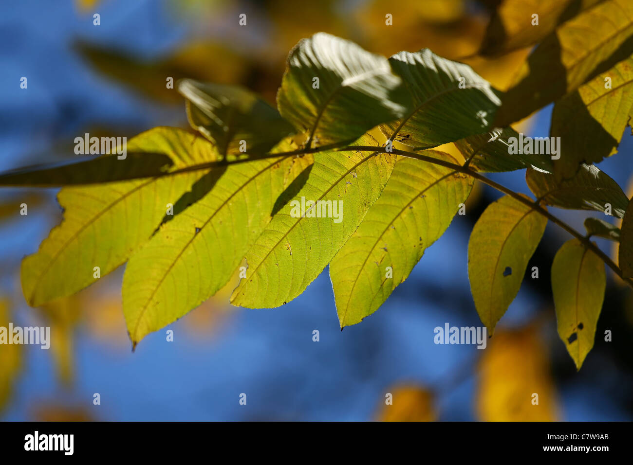 Branch of leaves of of Manchurian walnut (Júglans mandshúrica) in ...