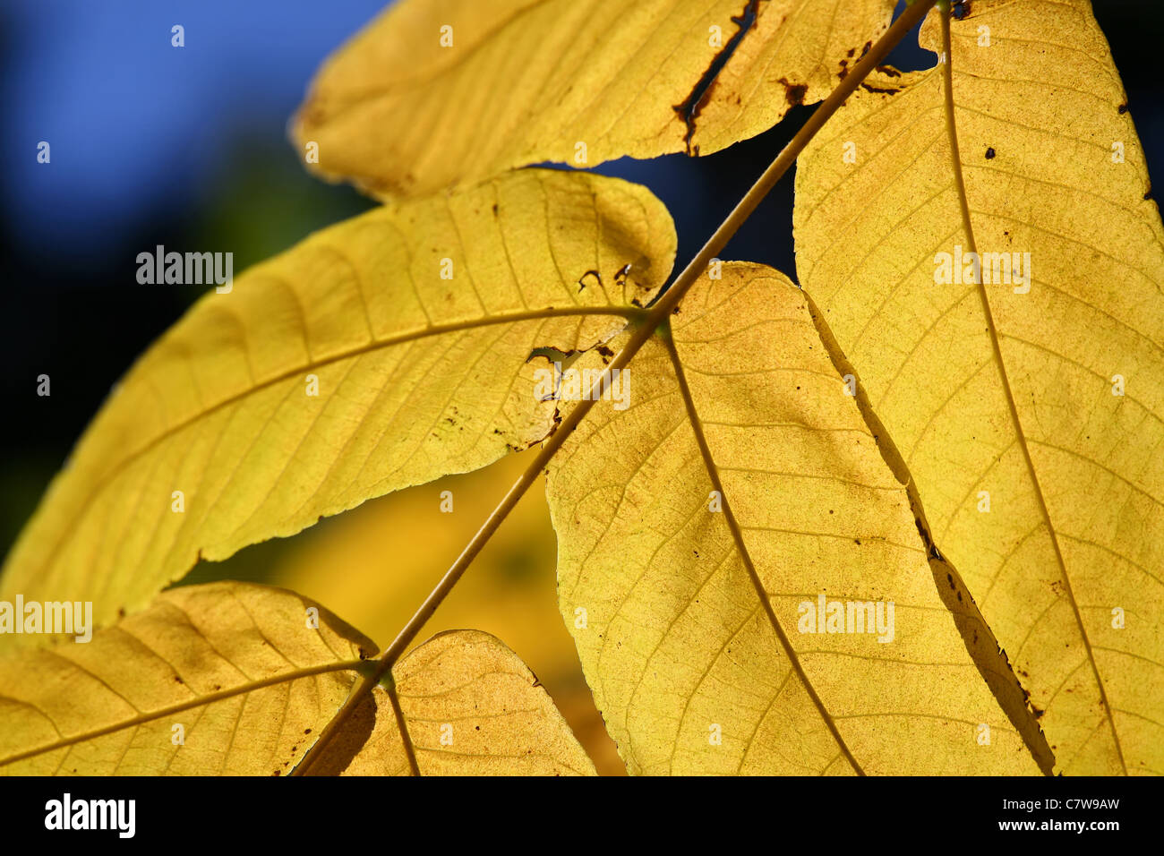 Manchurian maple hi-res stock photography and images - Alamy