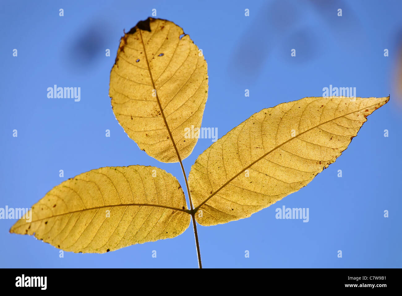 Close up view of three leaves of Manchurian walnut (Júglans mandshúrica ...