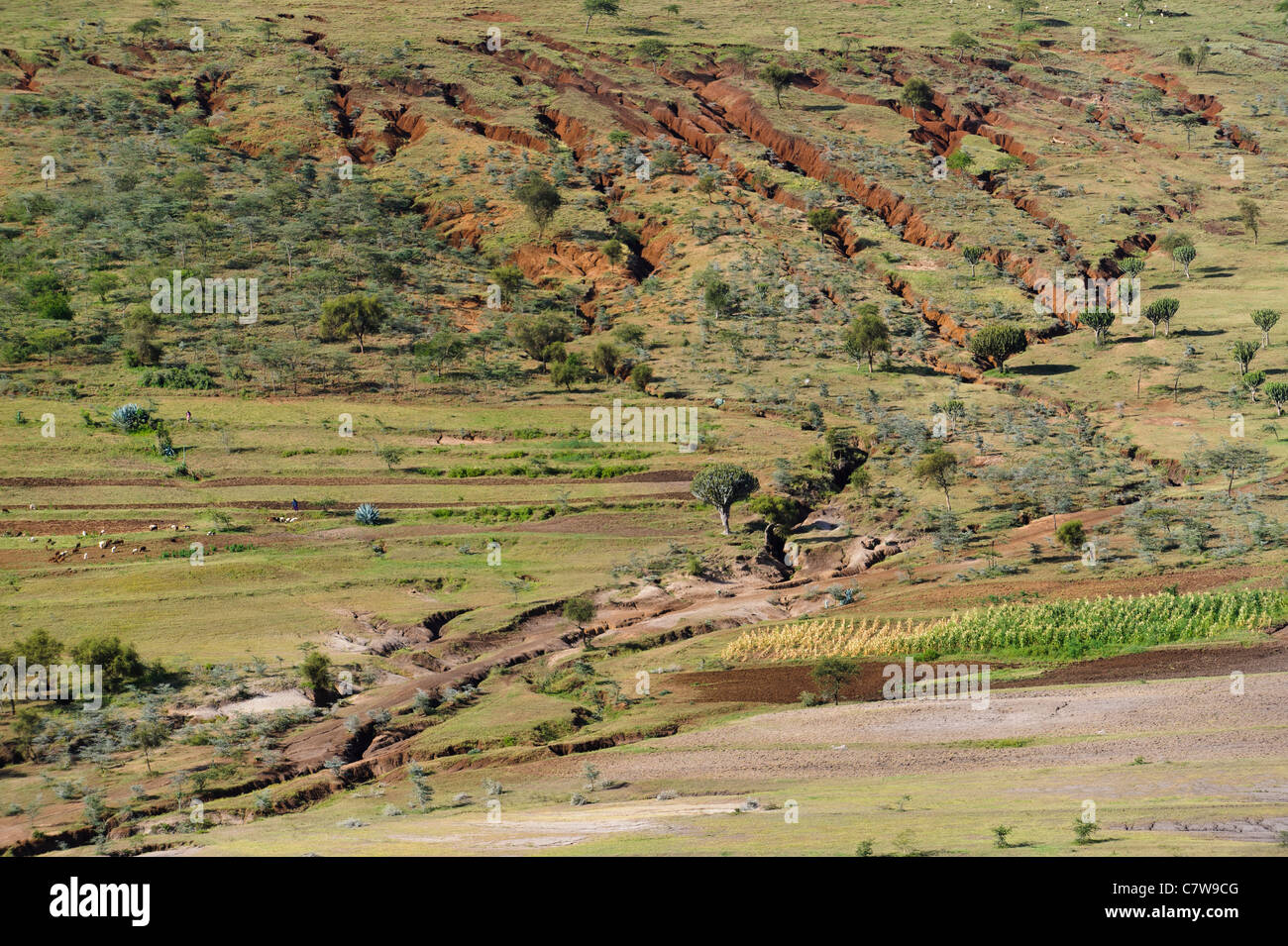 Overgrazing africa hi-res stock photography and images - Alamy