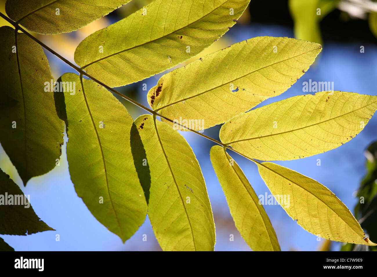 Branch of leaves of Manchurian walnut (Júglans mandshúrica) in light ...