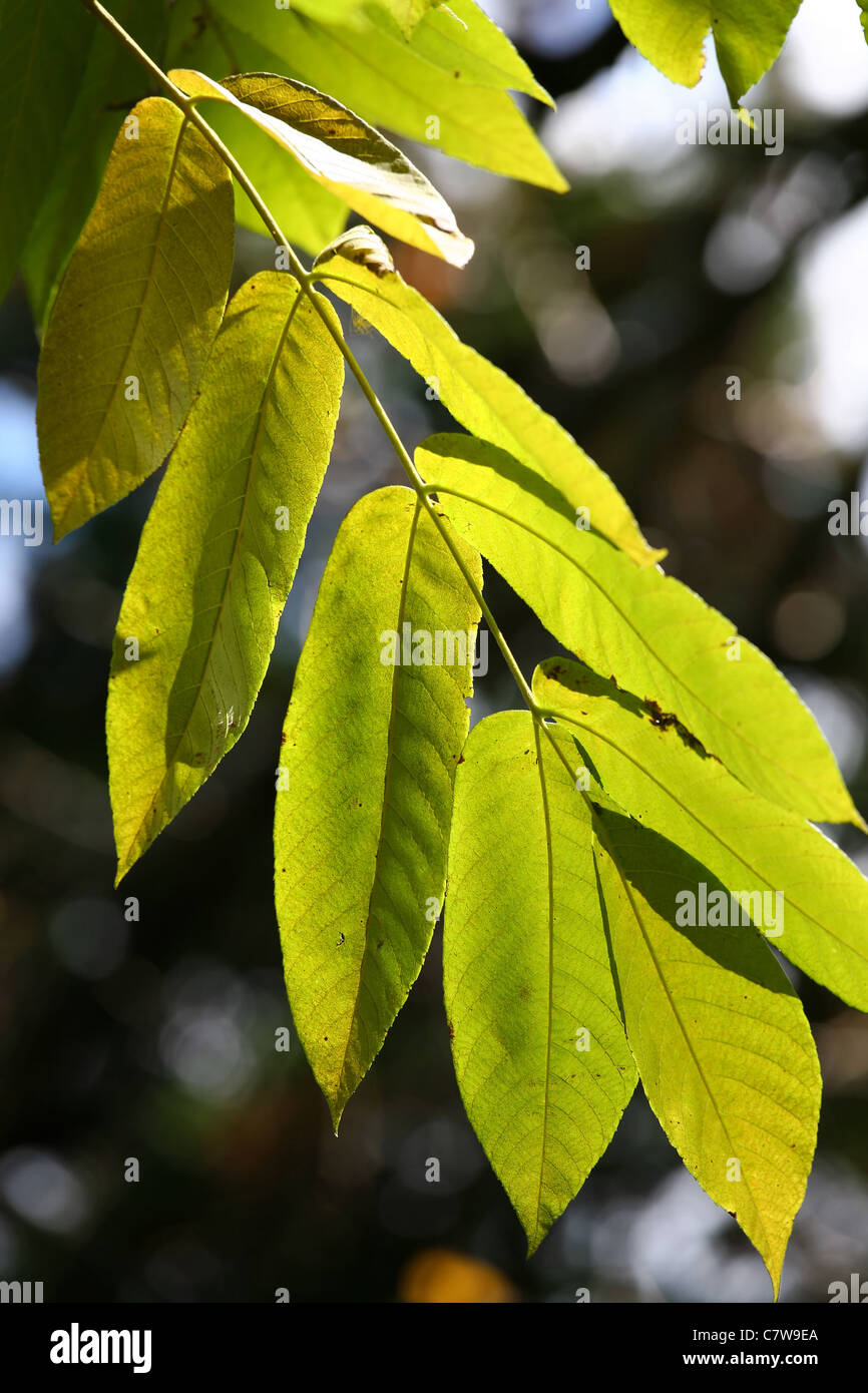 Branch of leaves of Manchurian walnut (Júglans mandshúrica) in light ...