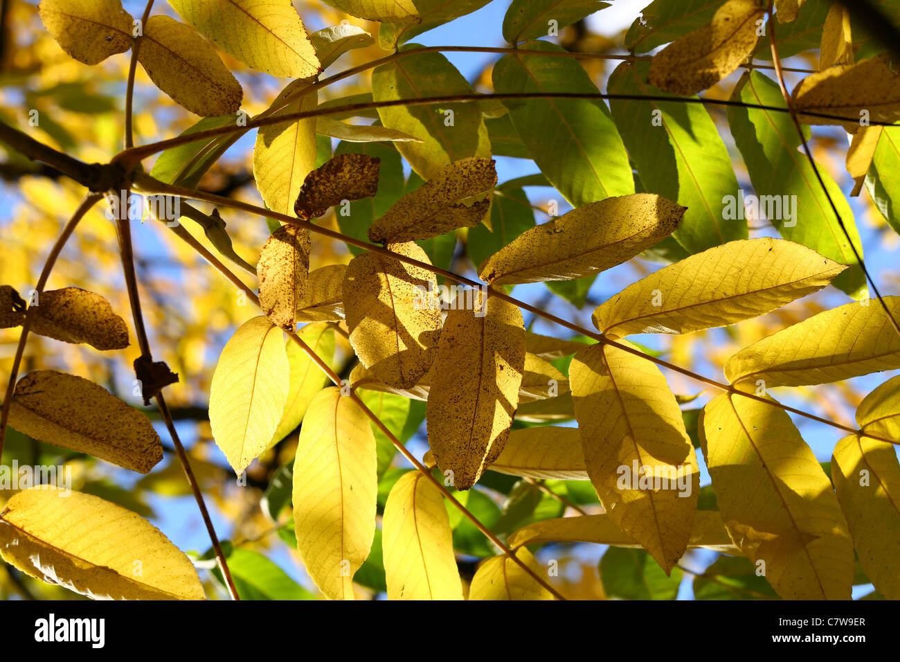 Leaves of Manchurian walnut (Júglans mandshúrica) in autumn colors over ...
