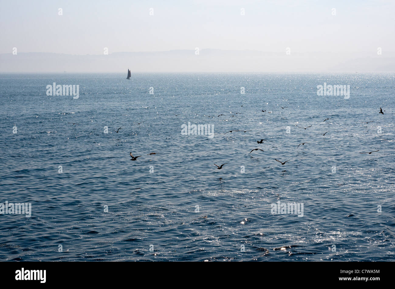 Seagulls,yachts and the Torbay coast,Devon Stock Photo - Alamy