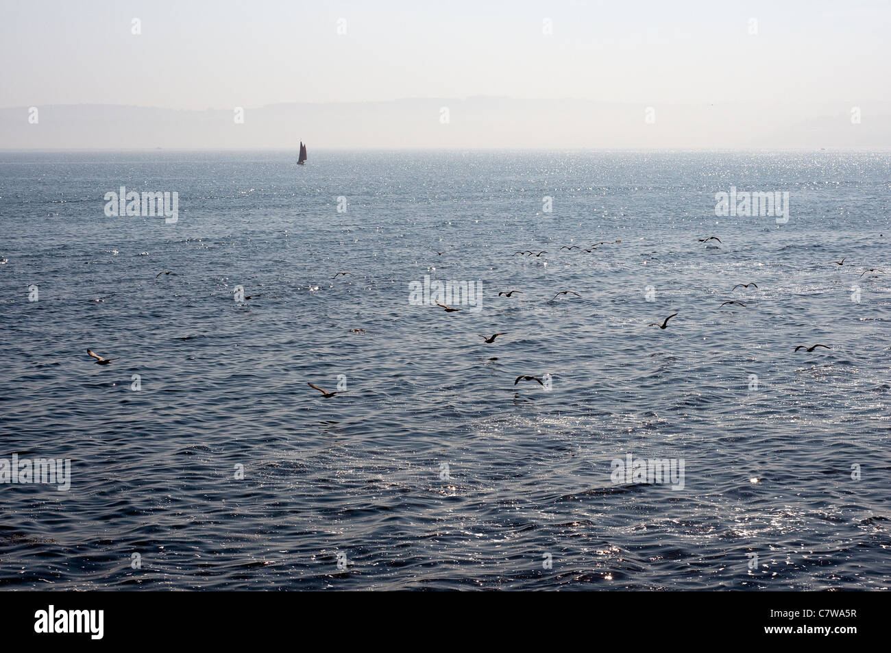 Seagulls,yachts and the Torbay coast,Devon, animals, away, backgrounds ...