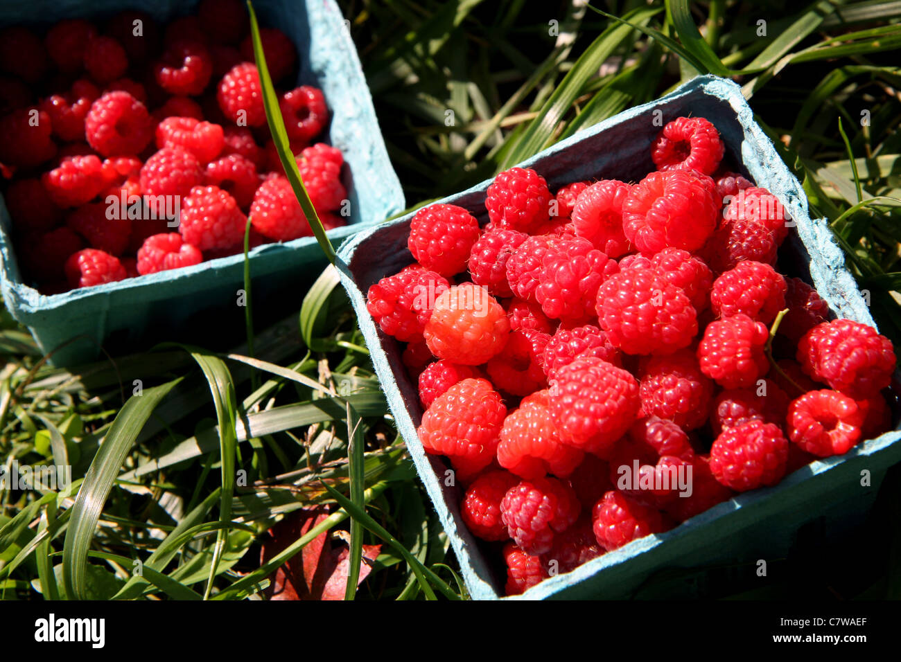 Raspberries in a box hi-res stock photography and images - Alamy