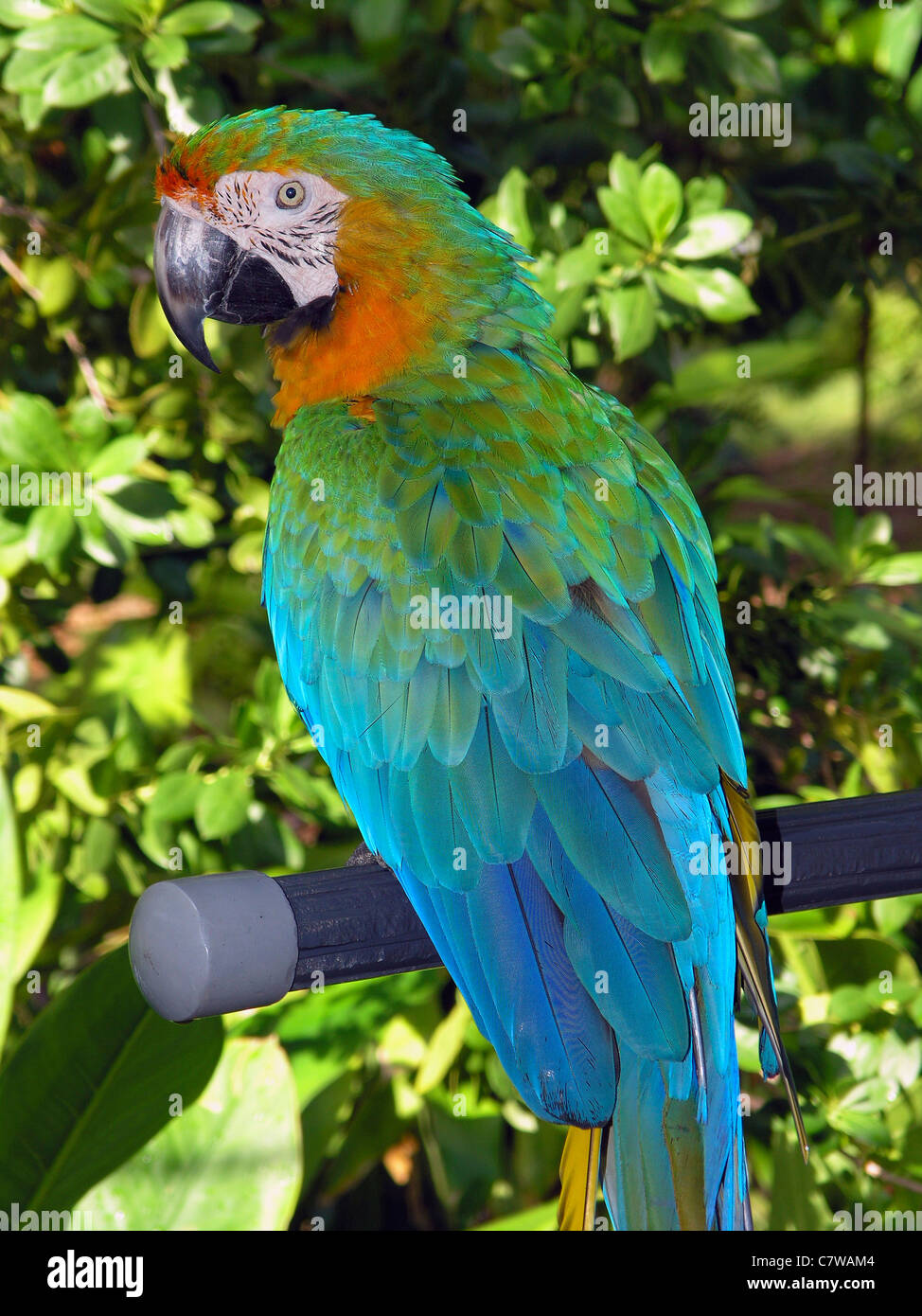 Parrot on a perch hi-res stock photography and images - Alamy