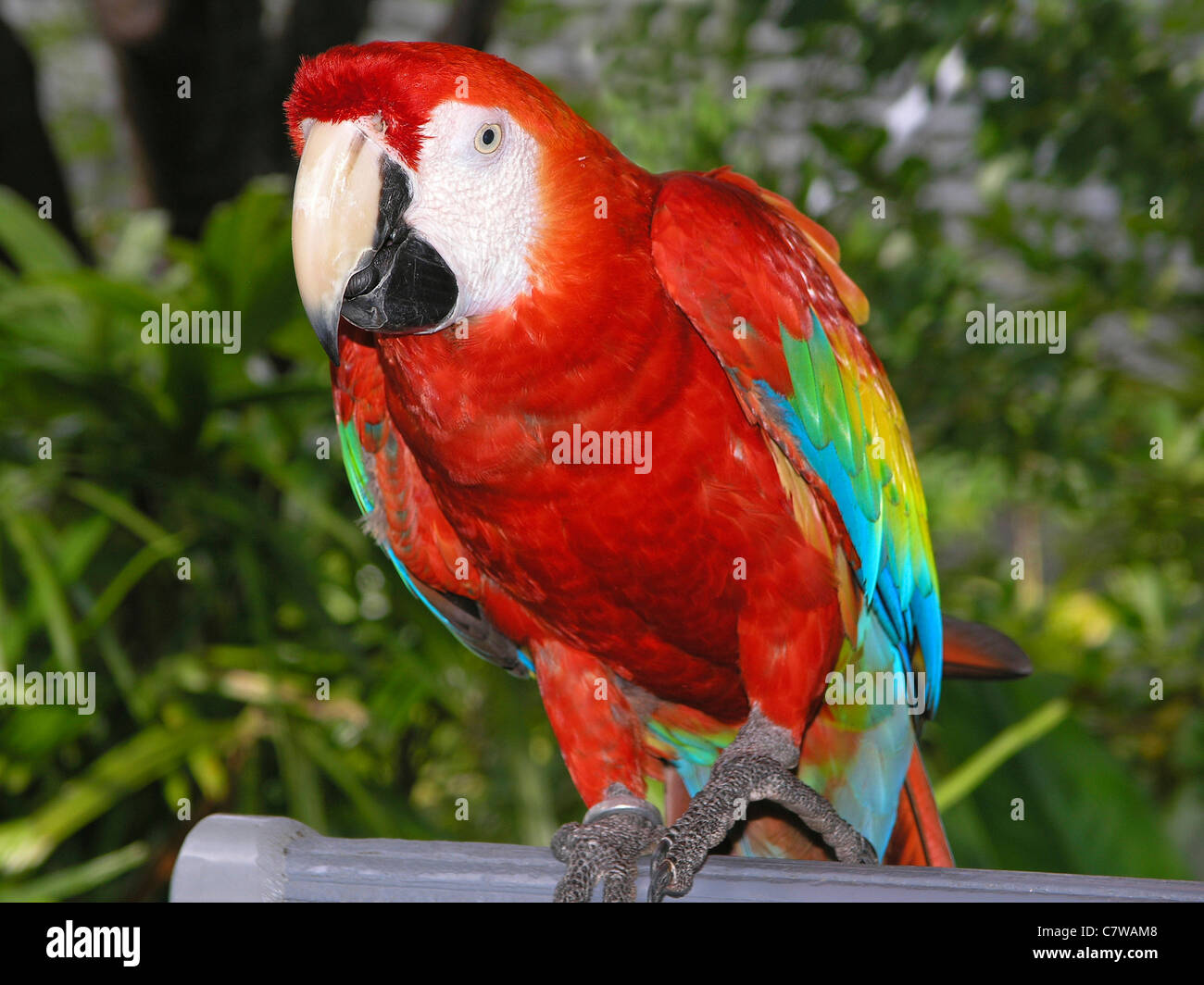 Parrot on a perch hi-res stock photography and images - Alamy