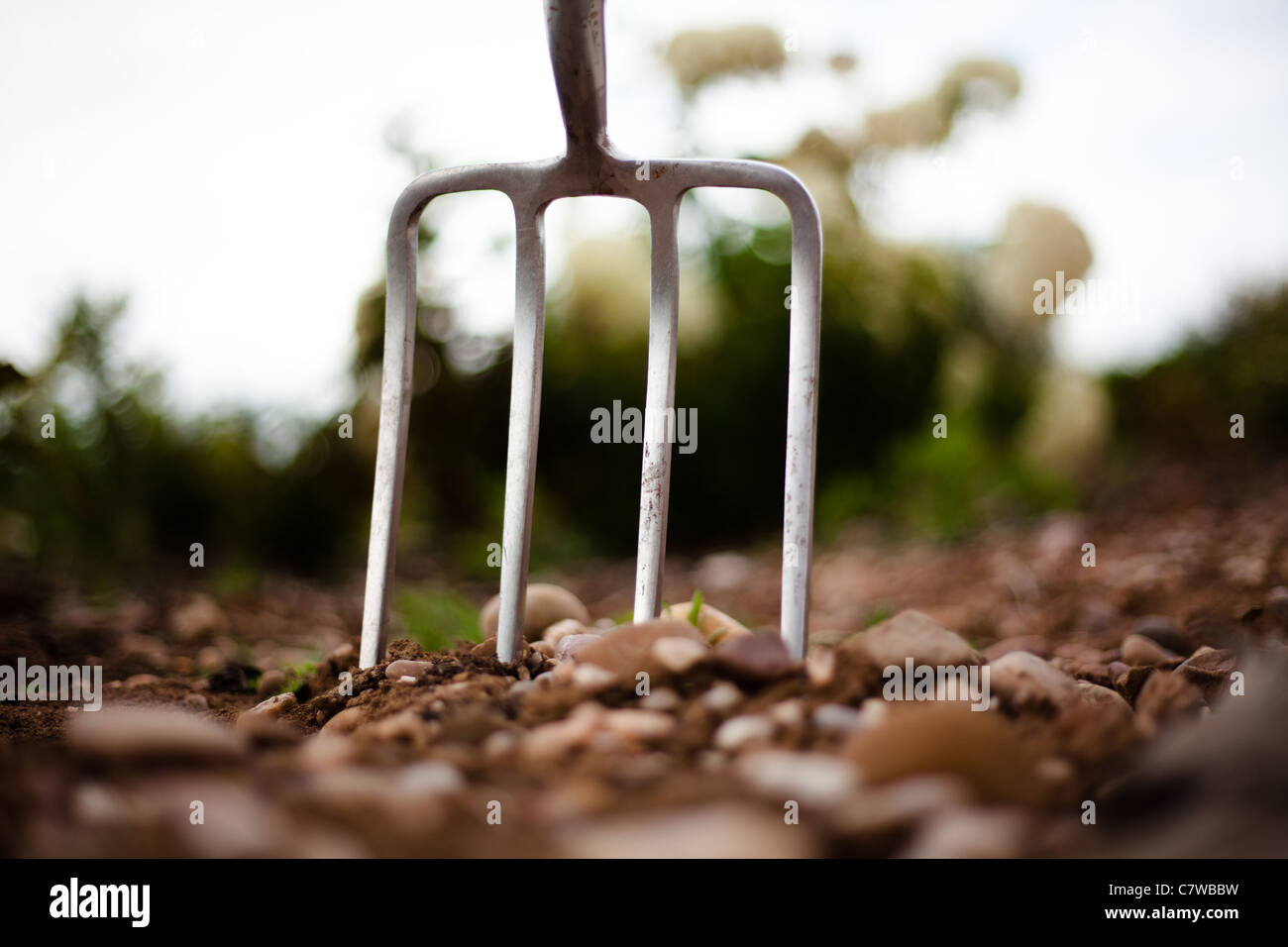 Four-Pronged Garden Fork sticking in the ground Stock Photo - Alamy