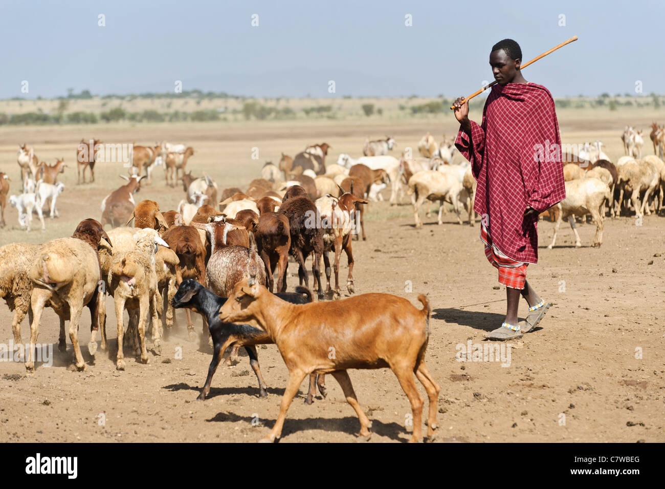 A Masai man herding goats, Meserani, Tanzania Stock Photo - Alamy