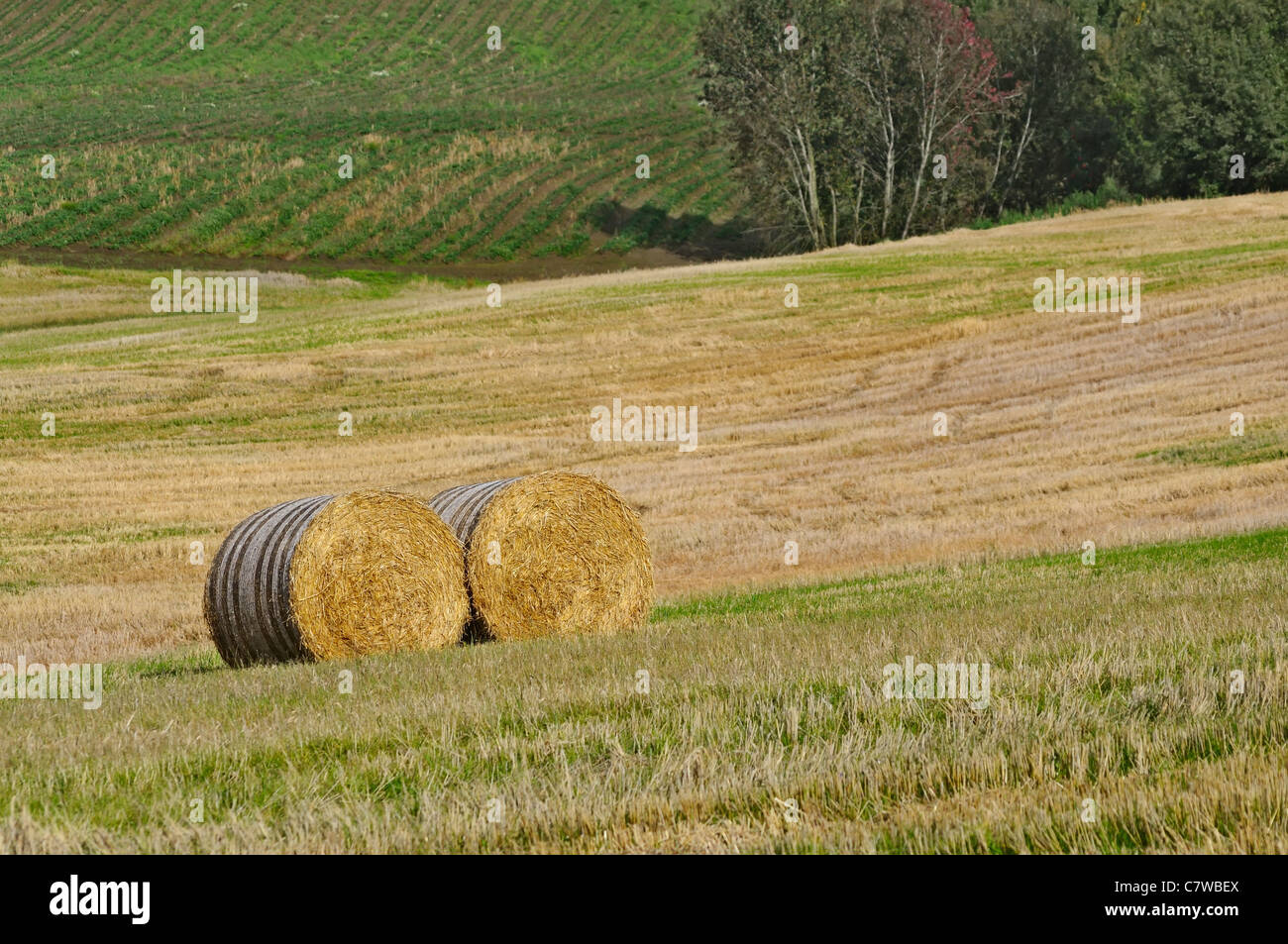 Golden hay bales hi-res stock photography and images - Alamy