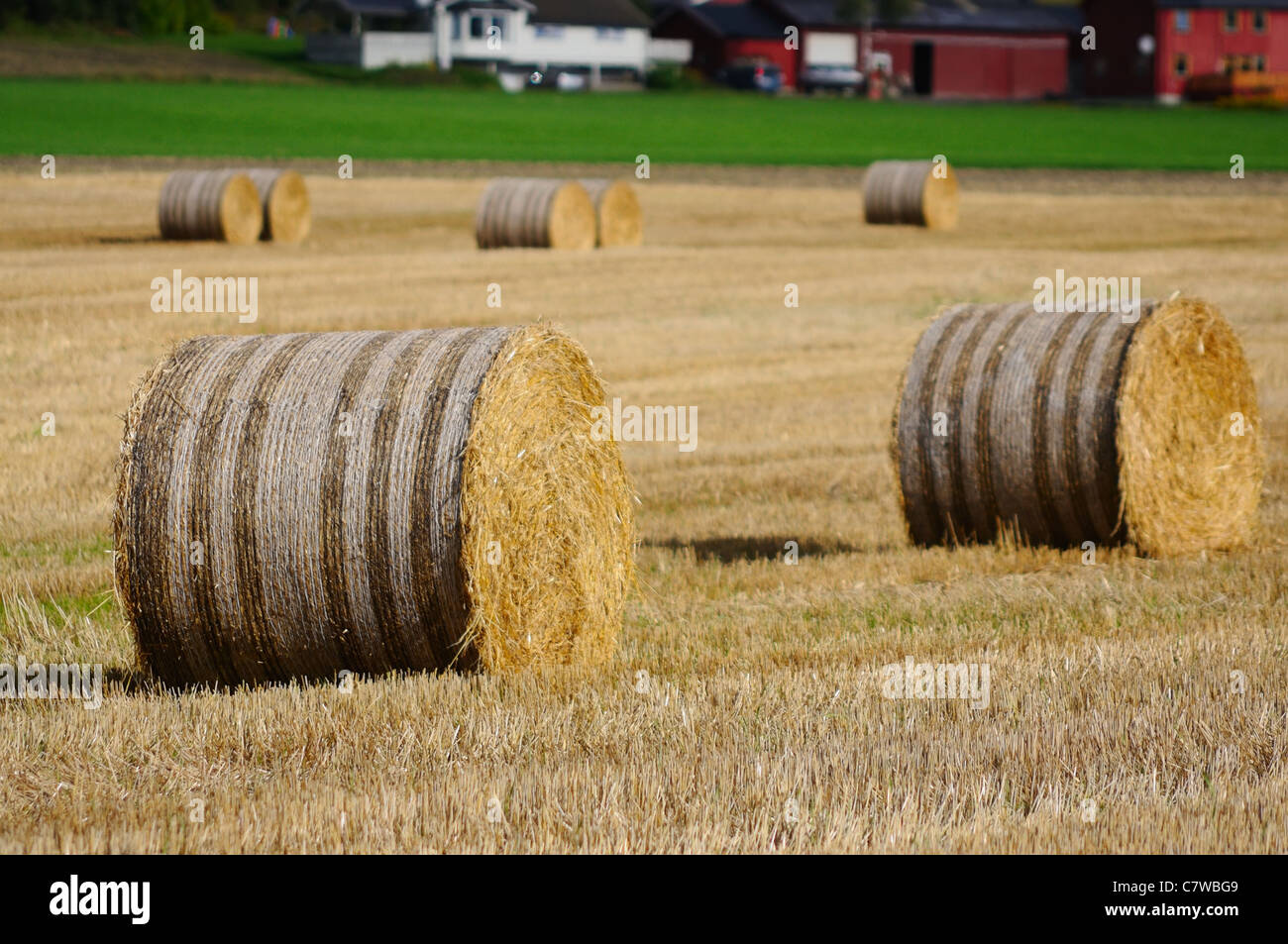 Golden hay bales hi-res stock photography and images - Alamy
