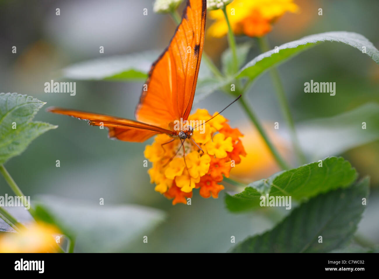 Julia butterfly dryas iulia feeding hi-res stock photography and images ...