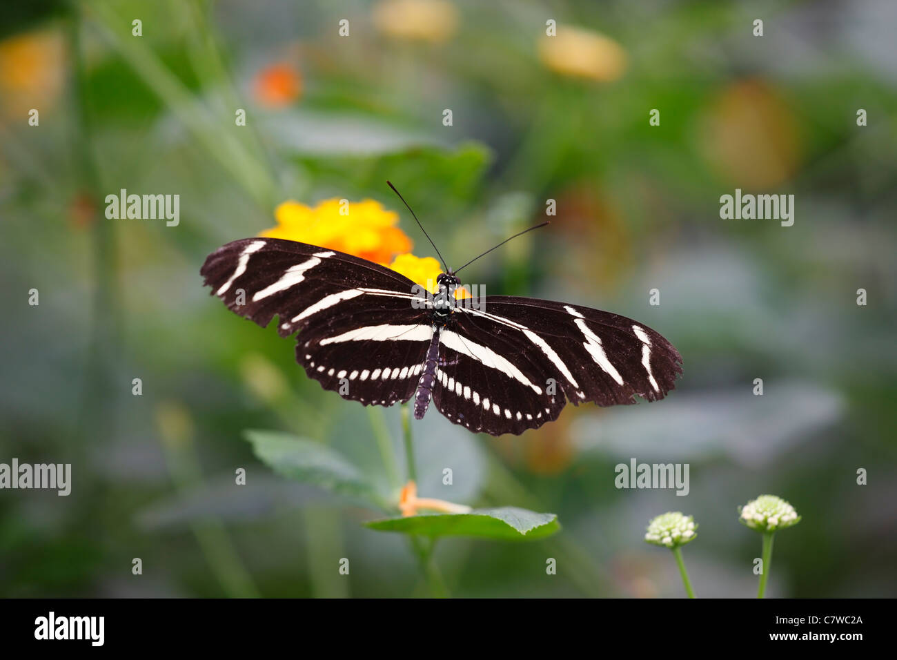 Zebra Longwing Butterfly (Heliconius charitonius), feeding on a ...