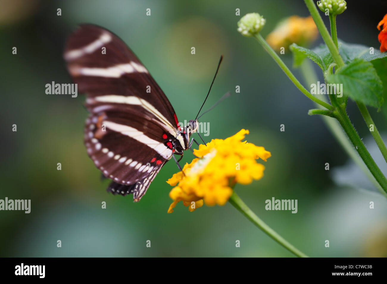 Zebra Longwing Butterfly (Heliconius charitonius), feeding on a ...