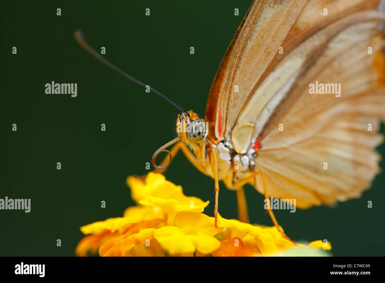 Julia butterfly dryas iulia hi-res stock photography and images - Alamy