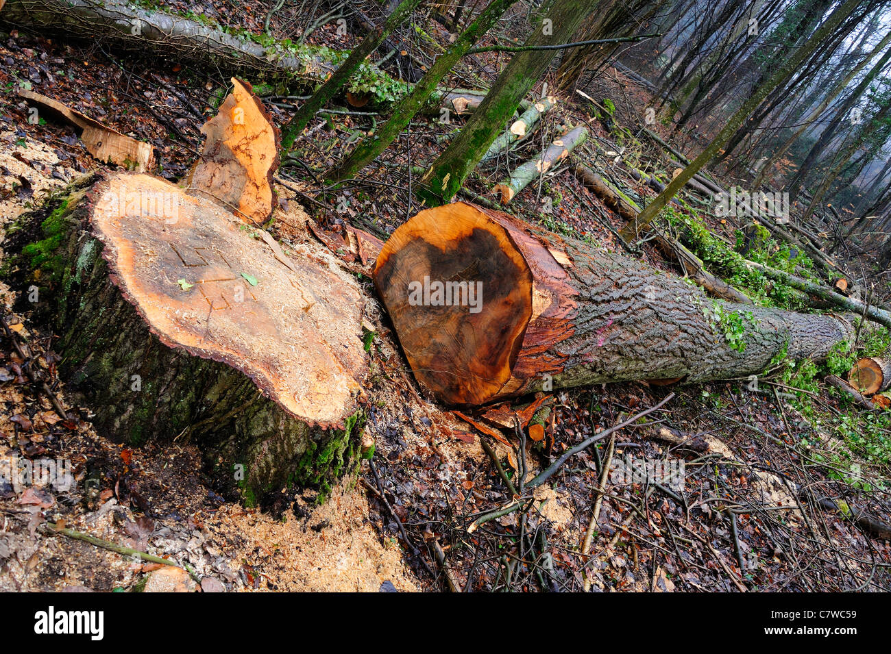 Logged tree hi-res stock photography and images - Alamy