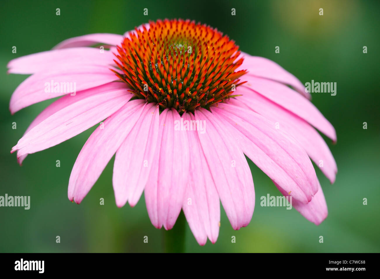 Echinacea sp hi-res stock photography and images - Alamy