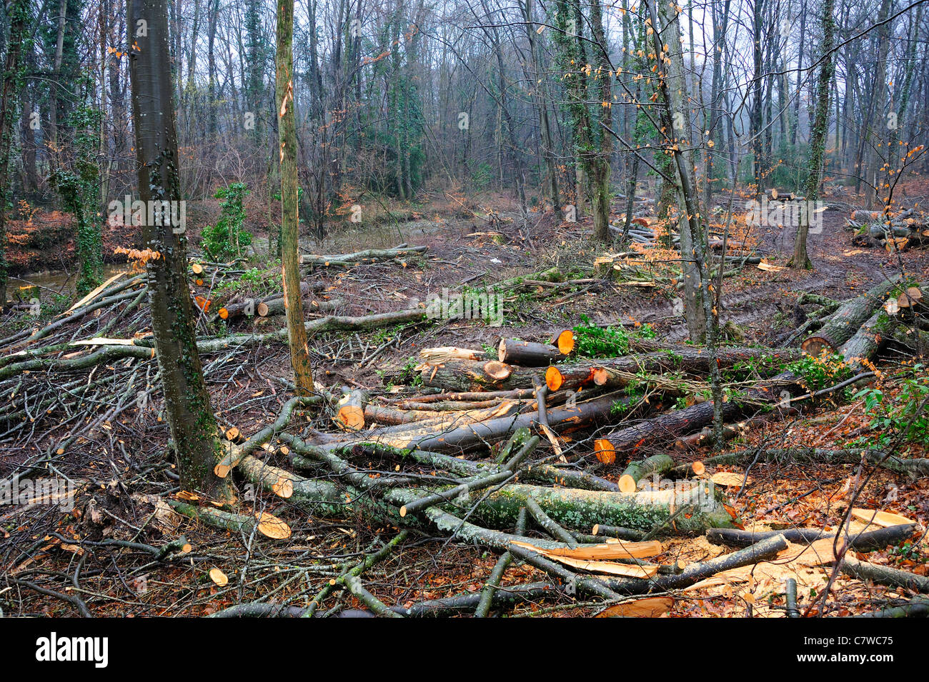 Logged tree hi-res stock photography and images - Alamy