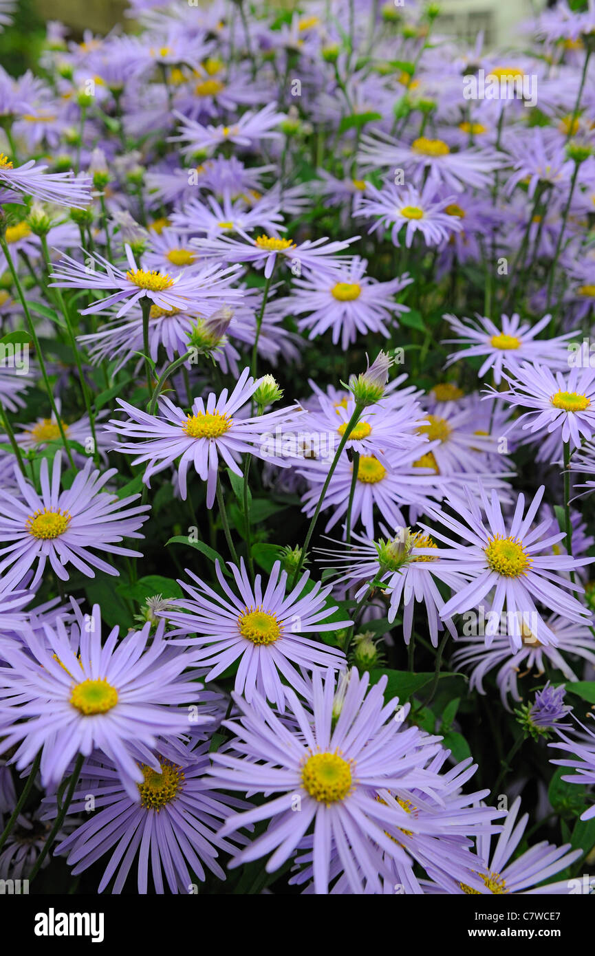 Asters, Michaelmas Daisy Stock Photo - Alamy