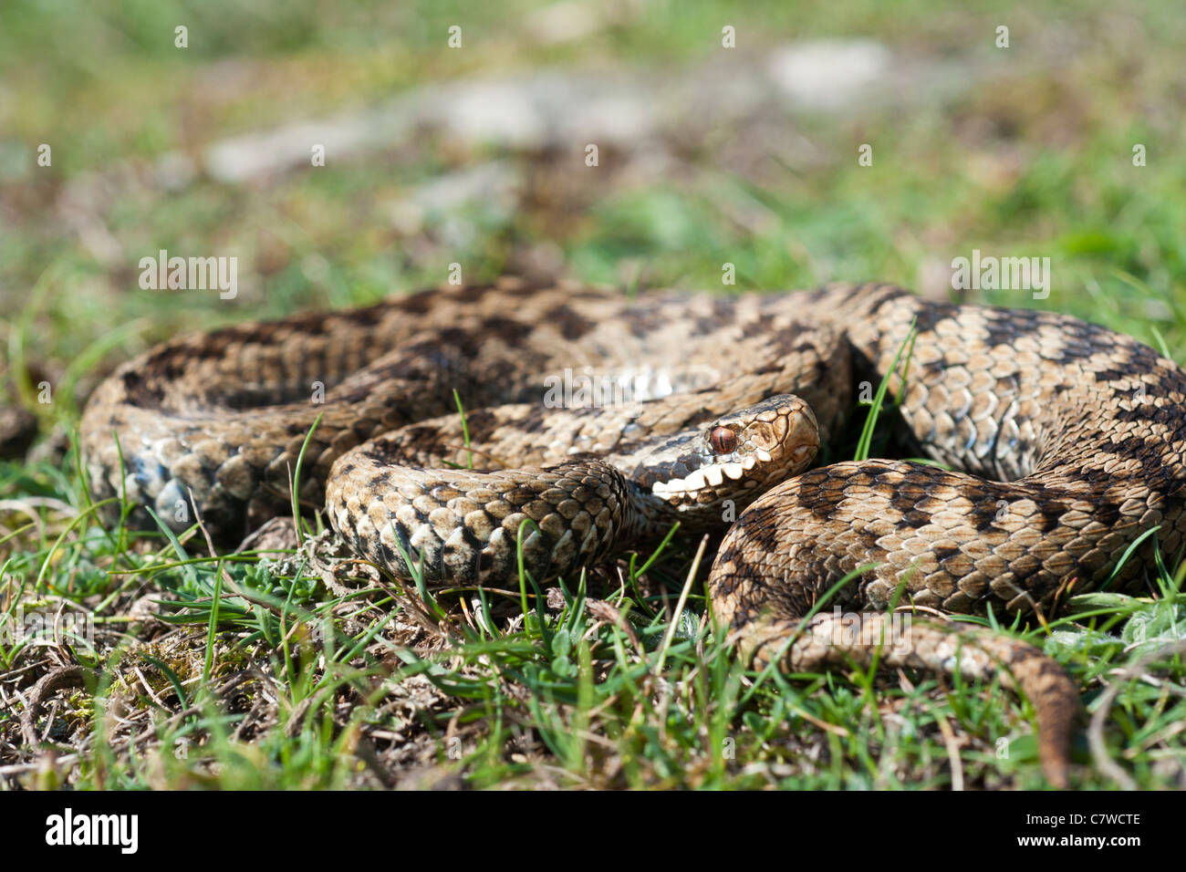 Cornwall adder hi-res stock photography and images - Alamy