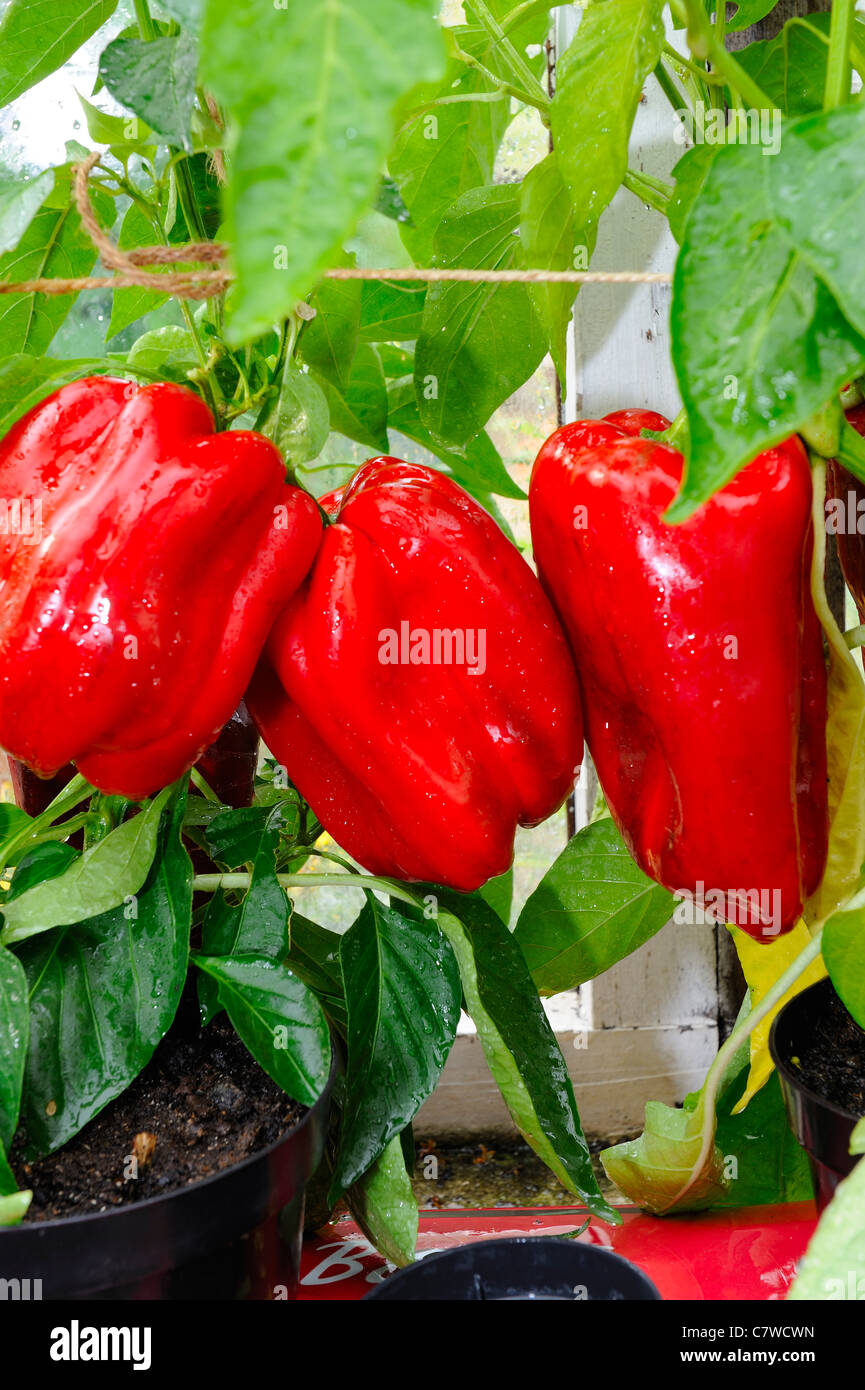 Greenhouse grown sweet peppers, 'Lany', ripe fruit ready for picking ...