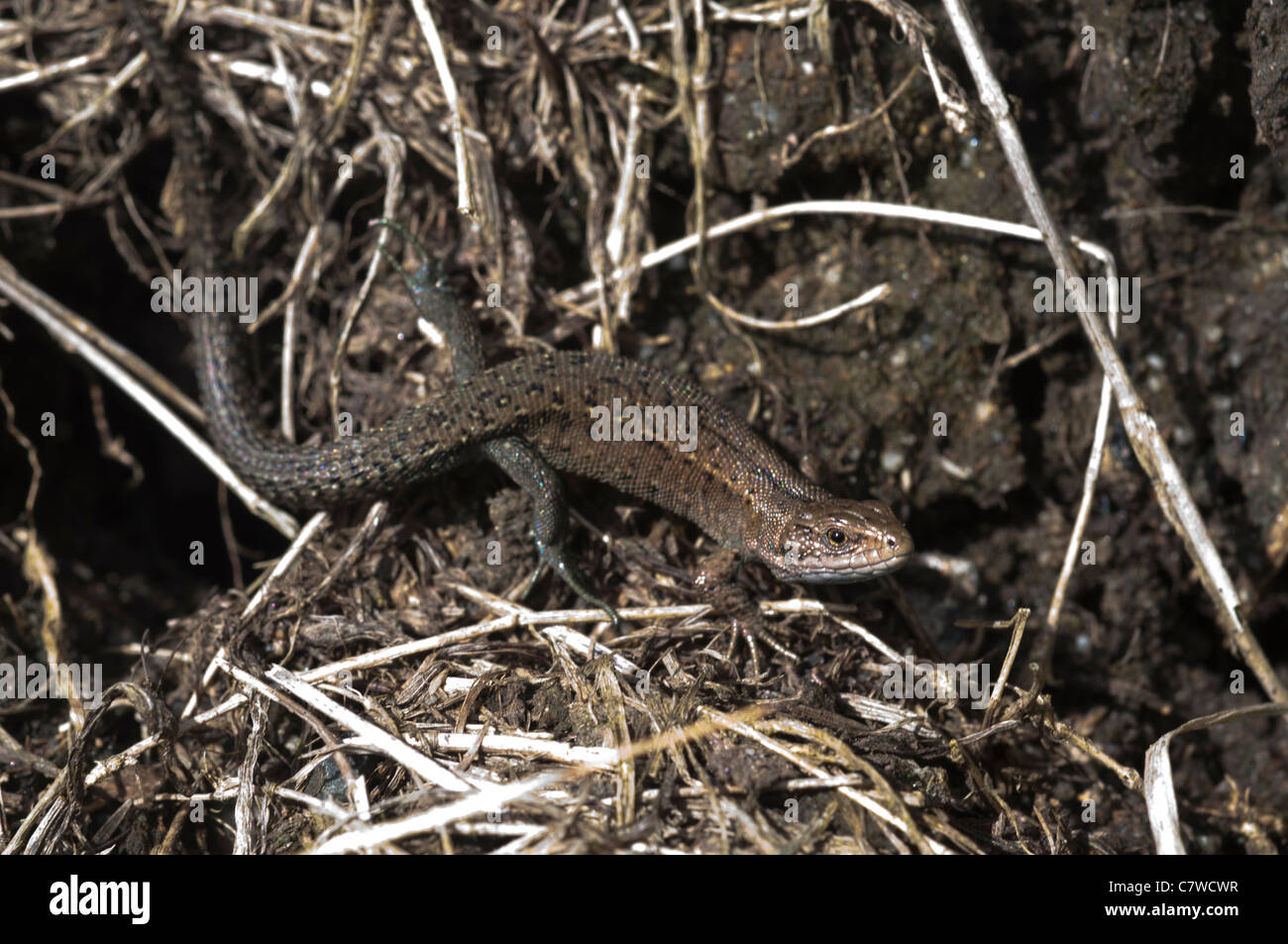 Juvenile common lizard Stock Photo - Alamy